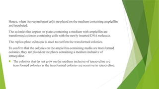 pBR 322 plasmid. Microbial biotechnology | PPTX