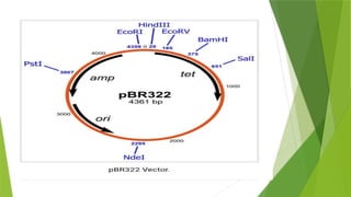 pBR 322 plasmid. Microbial biotechnology | PPTX