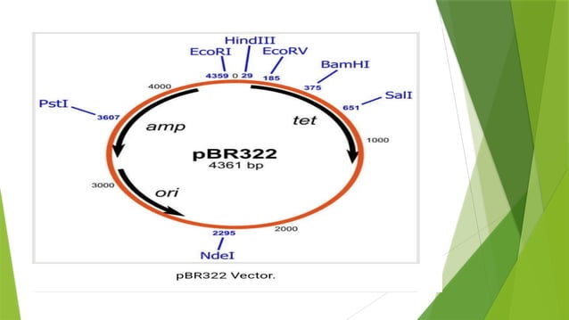 pBR 322 plasmid. Microbial biotechnology | PPTX | Biotech and ...