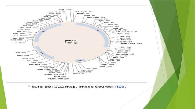 pBR 322 plasmid. Microbial biotechnology | PPTX | Biotech and ...
