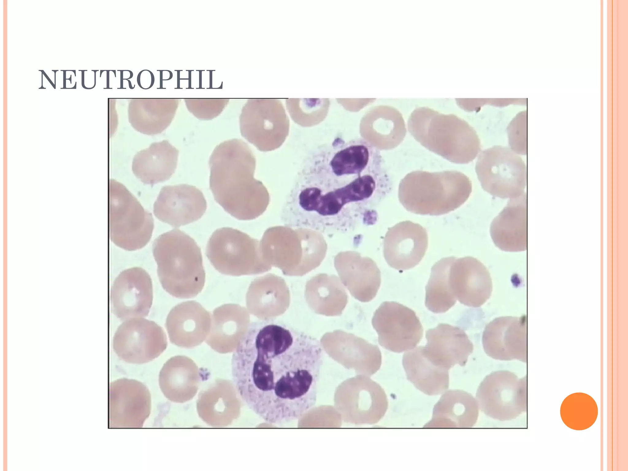 Peripheral blood Smear Preparation | PPT
