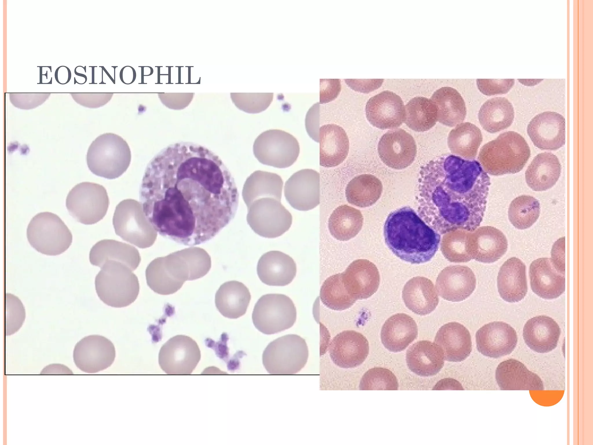 Peripheral blood Smear Preparation | PPT
