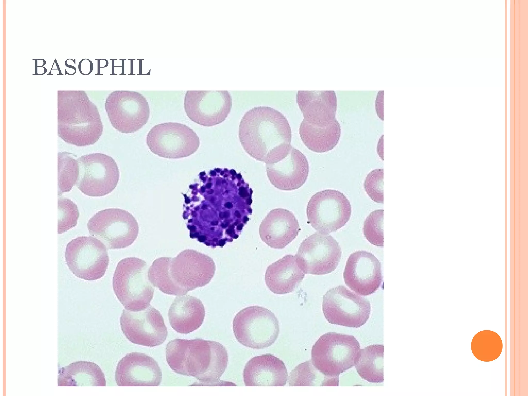 Peripheral blood Smear Preparation | PPT