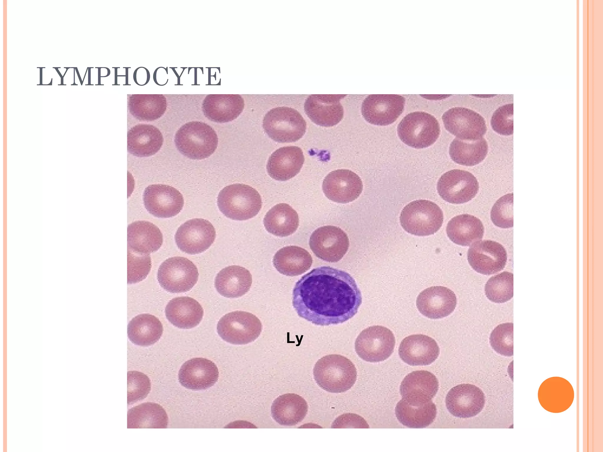 Peripheral blood Smear Preparation | PPT