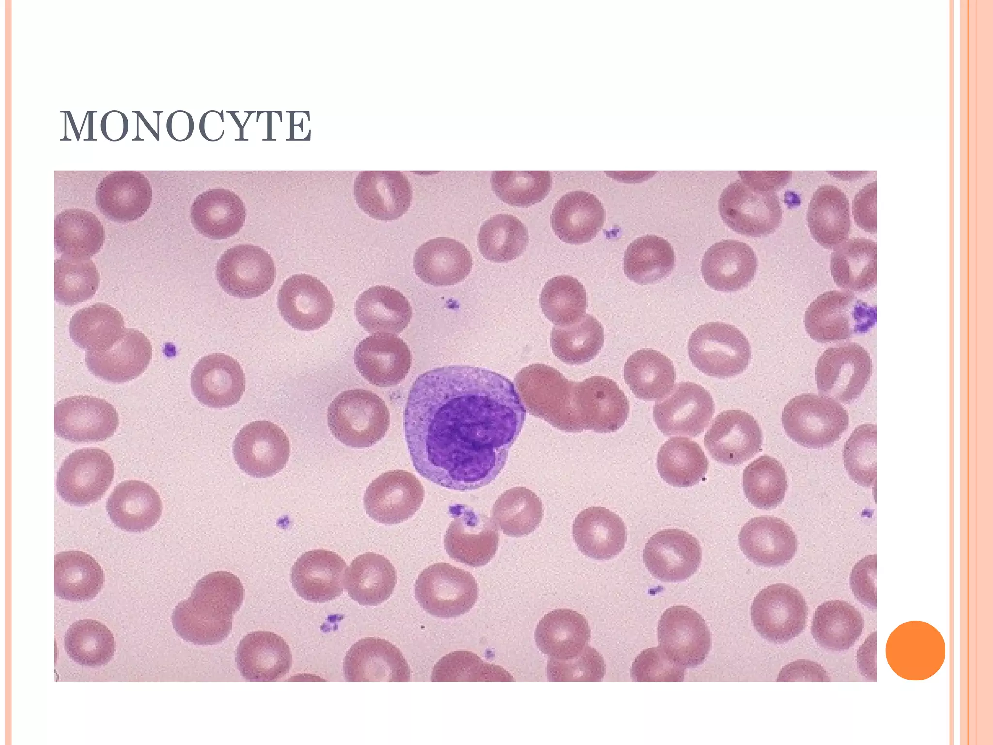 Peripheral blood Smear Preparation | PPT