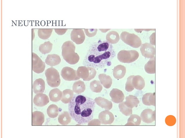 Peripheral blood Smear Preparation | PPT | Blood Disorders | Diseases ...