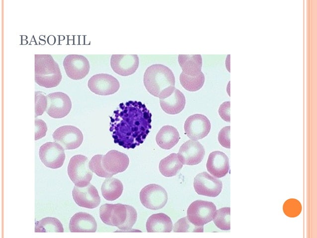 Peripheral blood Smear Preparation | PPT | Blood Disorders | Diseases ...