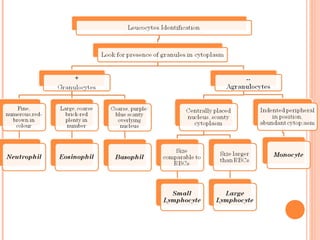 Peripheral blood Smear Preparation | PPT