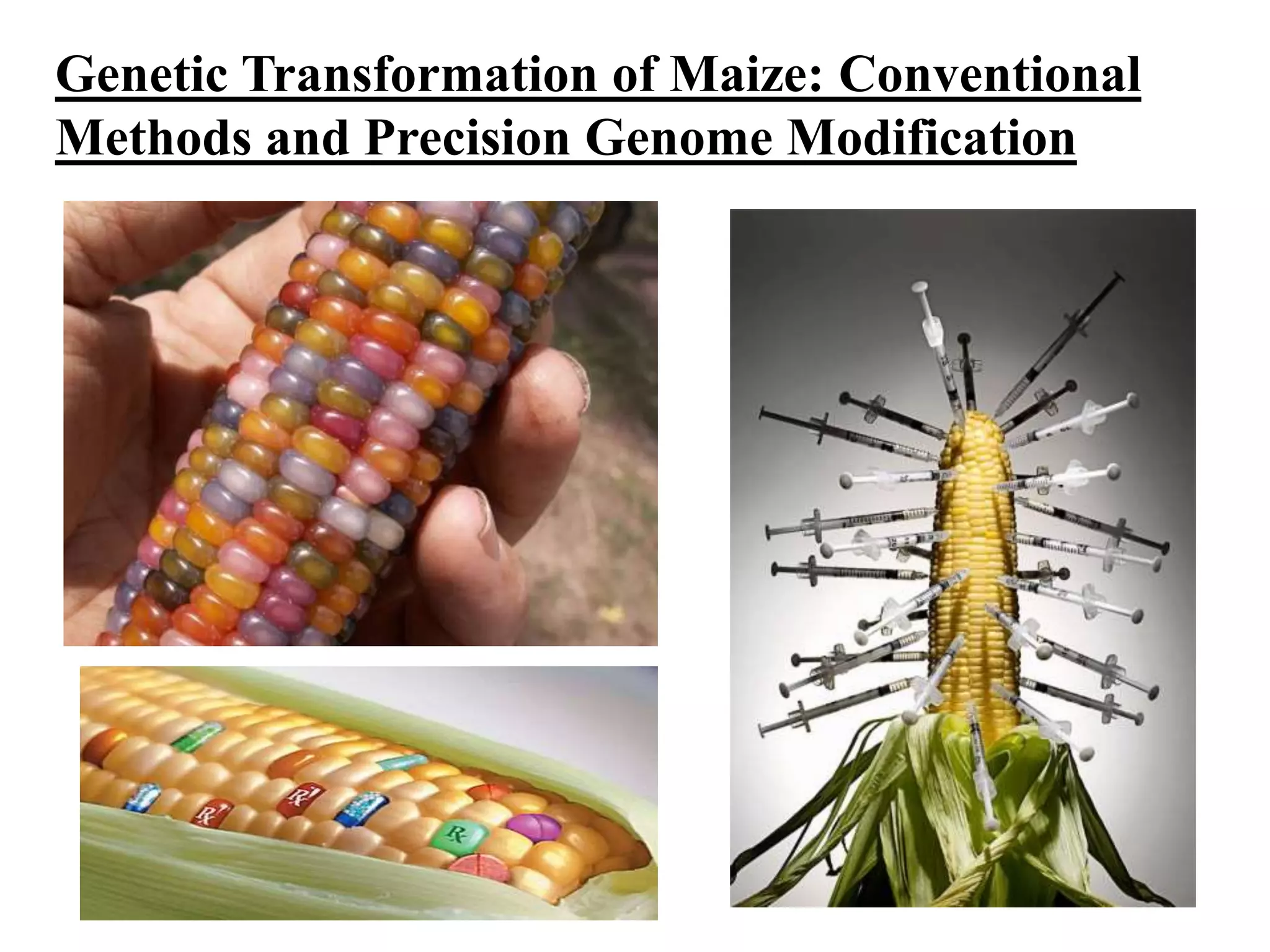 Genetic Transformation of Maize: Conventional Methods and Precision ...