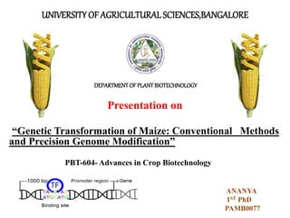 Genetic Transformation of Maize: Conventional Methods and Precision ...