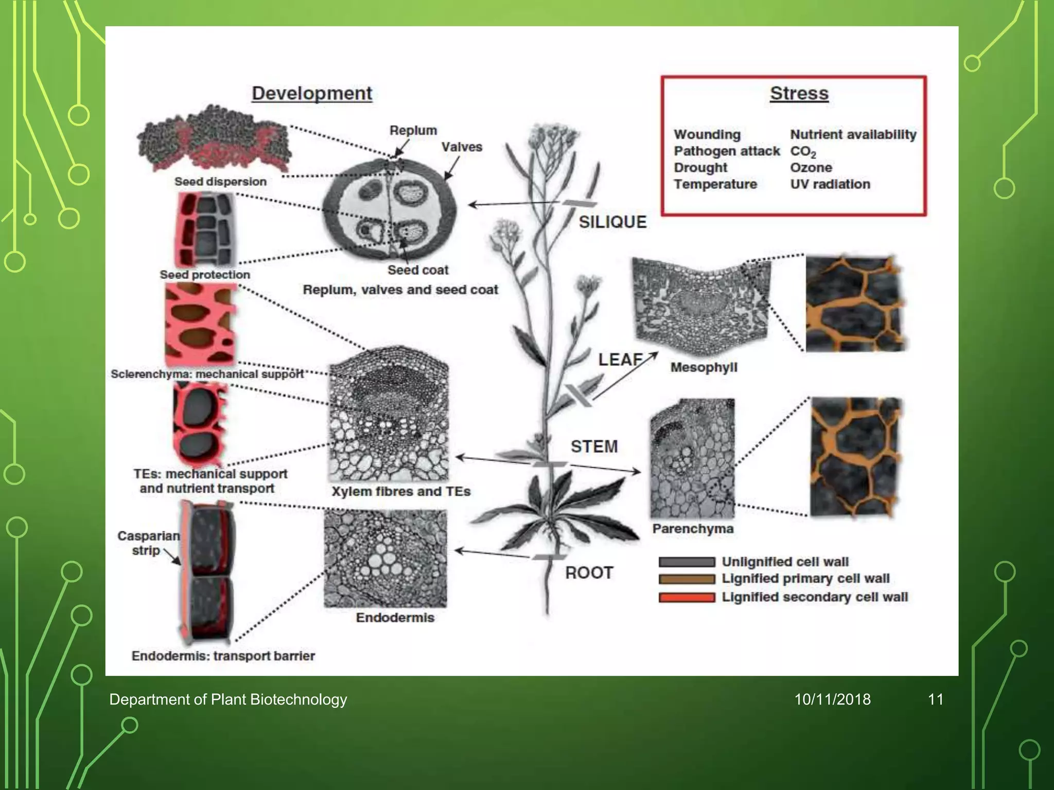 Cell biology of Lignification in plants | PPTX