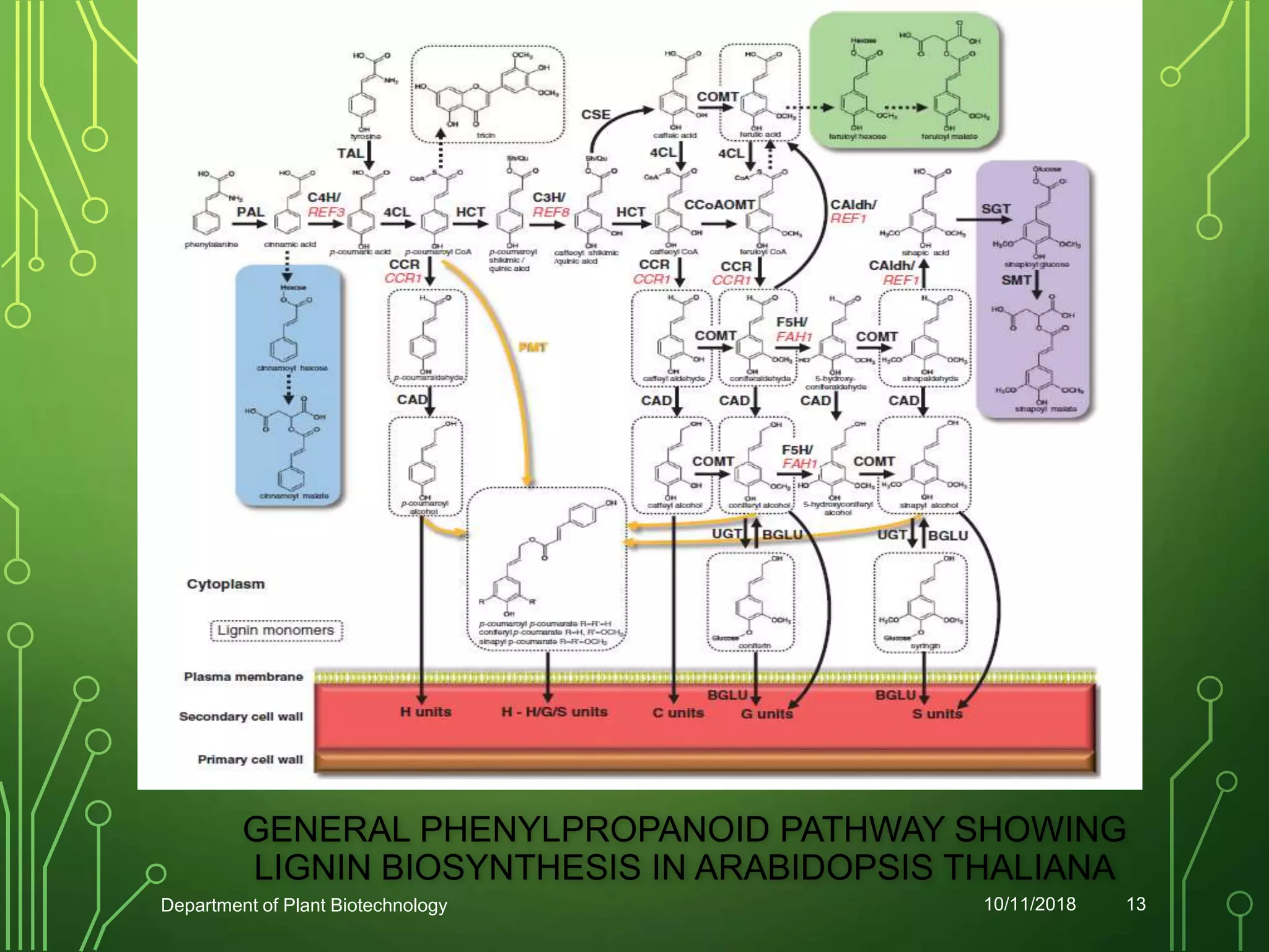 Cell biology of Lignification in plants | PPTX
