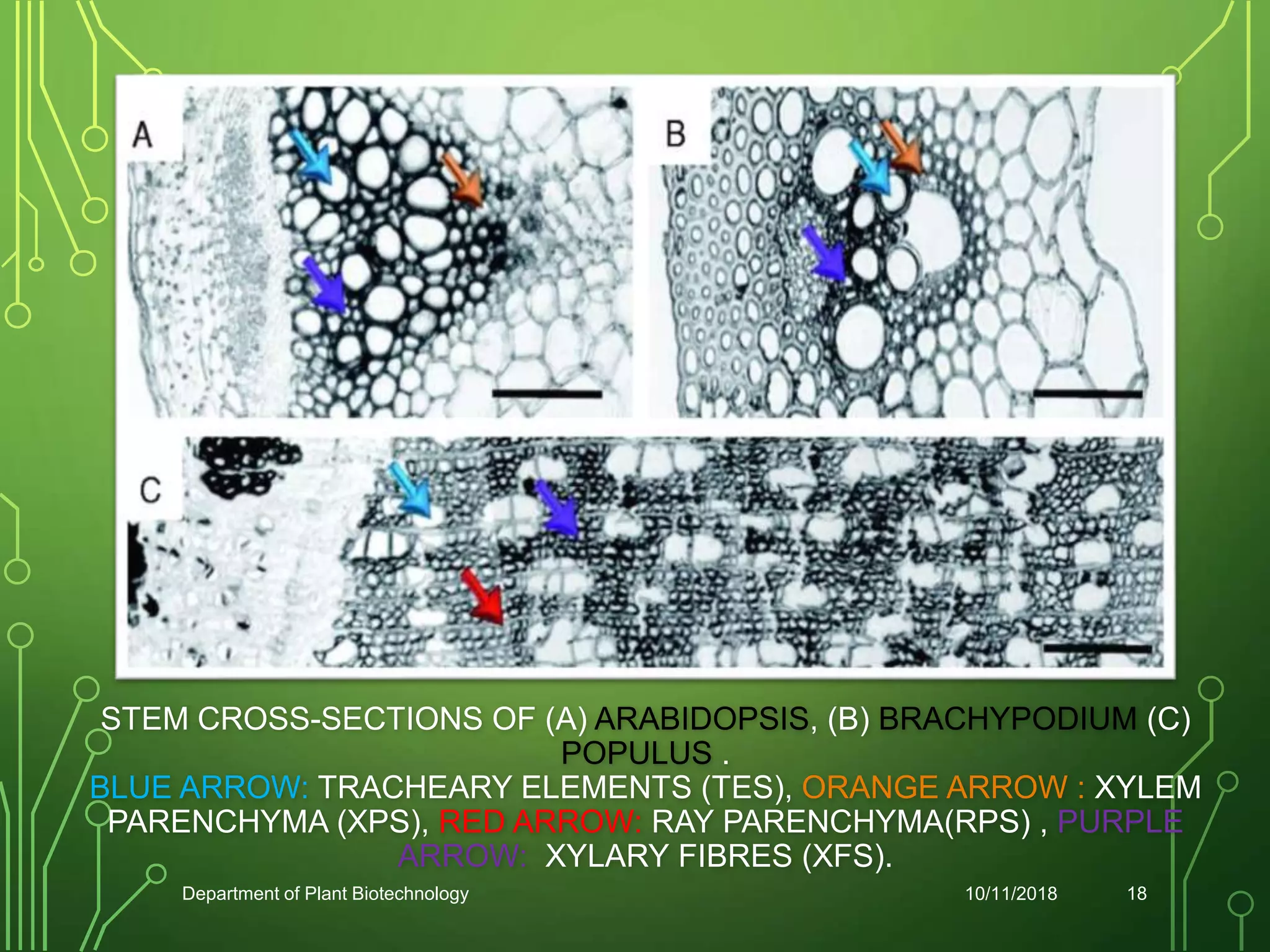Cell biology of Lignification in plants | PPTX