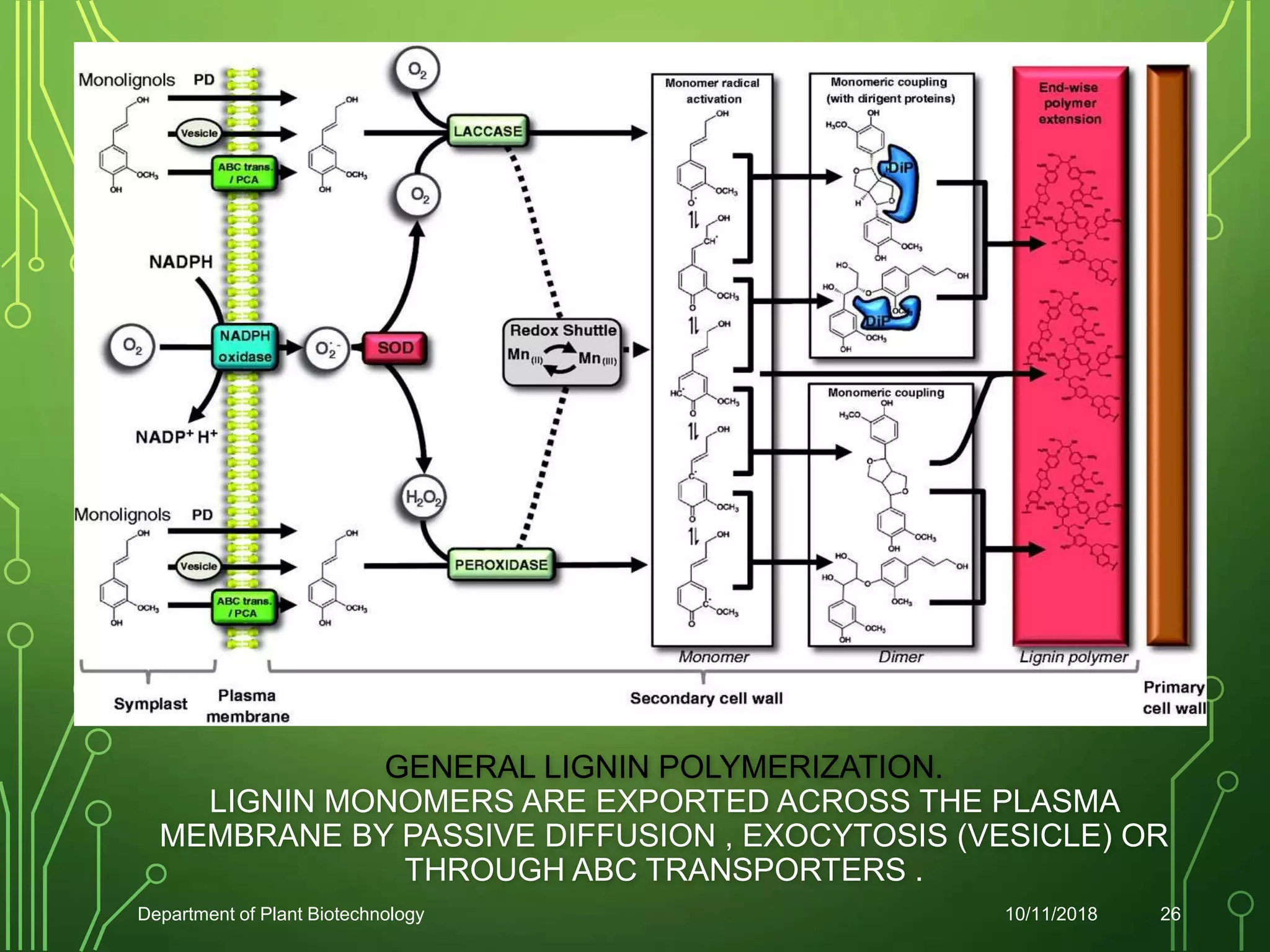 Cell biology of Lignification in plants | PPTX