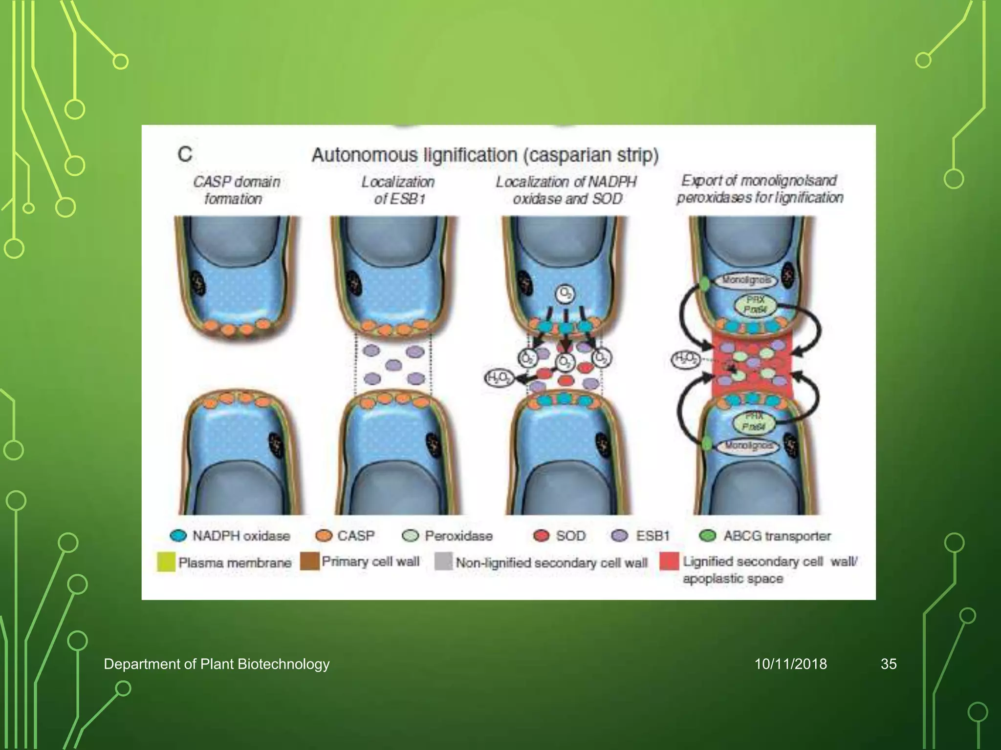 Cell biology of Lignification in plants | PPTX