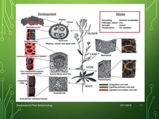 Cell biology of Lignification in plants | PPTX