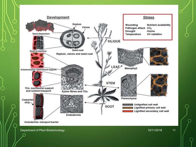 Cell biology of Lignification in plants | PPTX