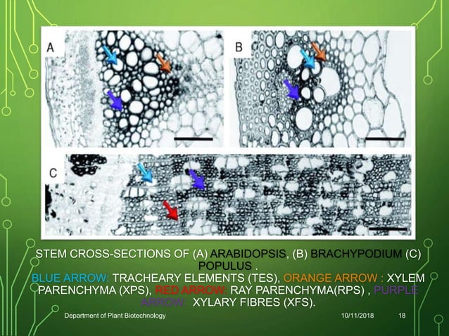Cell biology of Lignification in plants | PPTX
