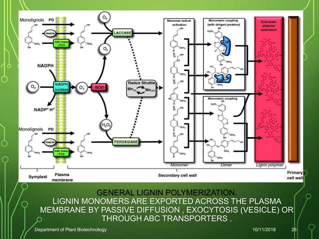 Cell biology of Lignification in plants | PPTX