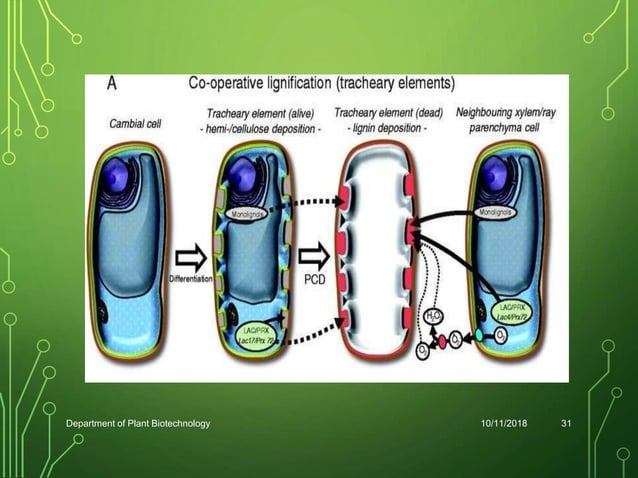 Cell biology of Lignification in plants | PPTX