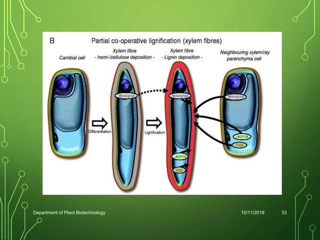 Cell biology of Lignification in plants | PPTX