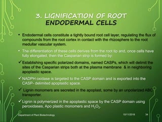 Cell biology of Lignification in plants | PPTX