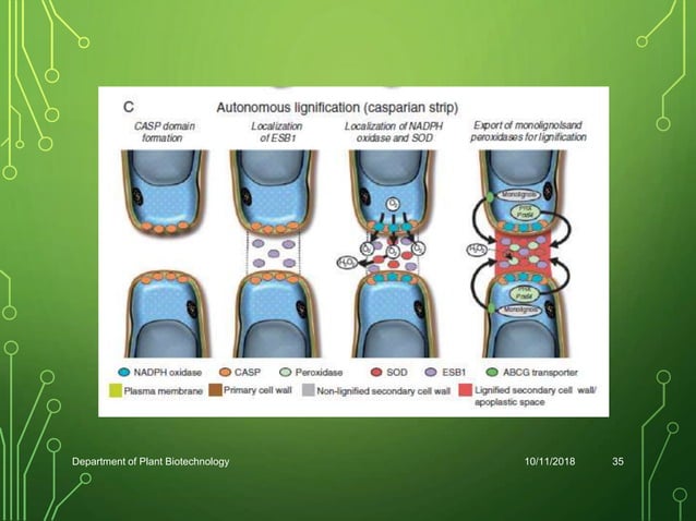 Cell biology of Lignification in plants | PPTX