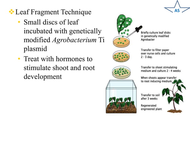 Plant Breeding And Transgenic Crop Comparative Approach | PPT