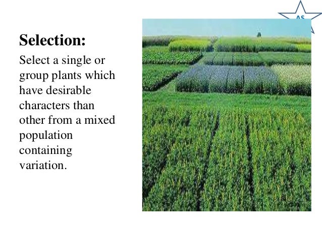 Plant Breeding And Transgenic Crop Comparative Approach