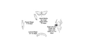 Pbw life cycle | PPT