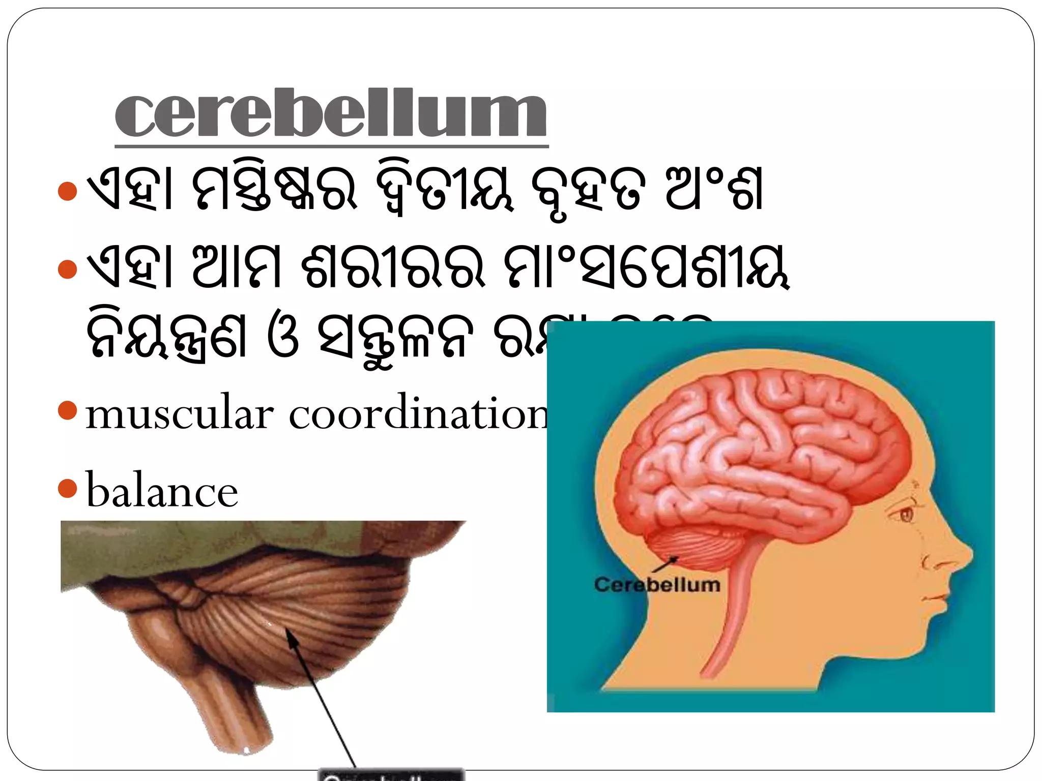 nervous system in odia | PPT