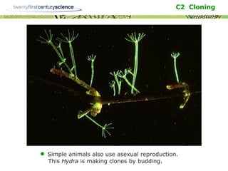 Pc2.11 Cloning Science Fiction Vs. Science Fact | PPT