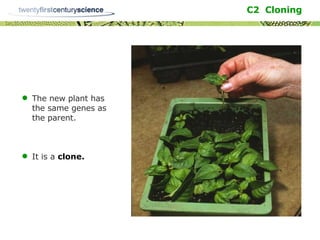 Pc2.11 Cloning Science Fiction Vs. Science Fact | PPT