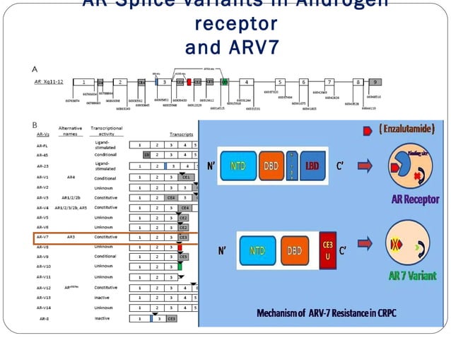 ARV7 splice variant in CRPC | PPT