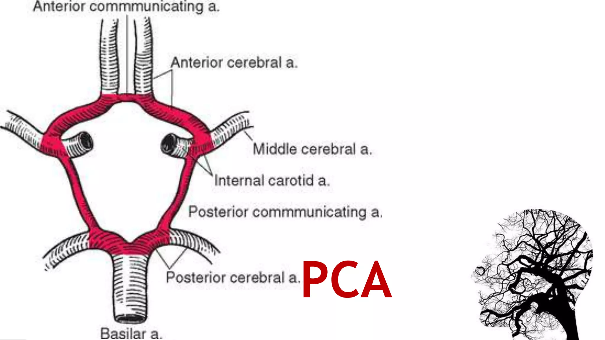 Posterior cerebral artery-Brain blood supply | PPTX