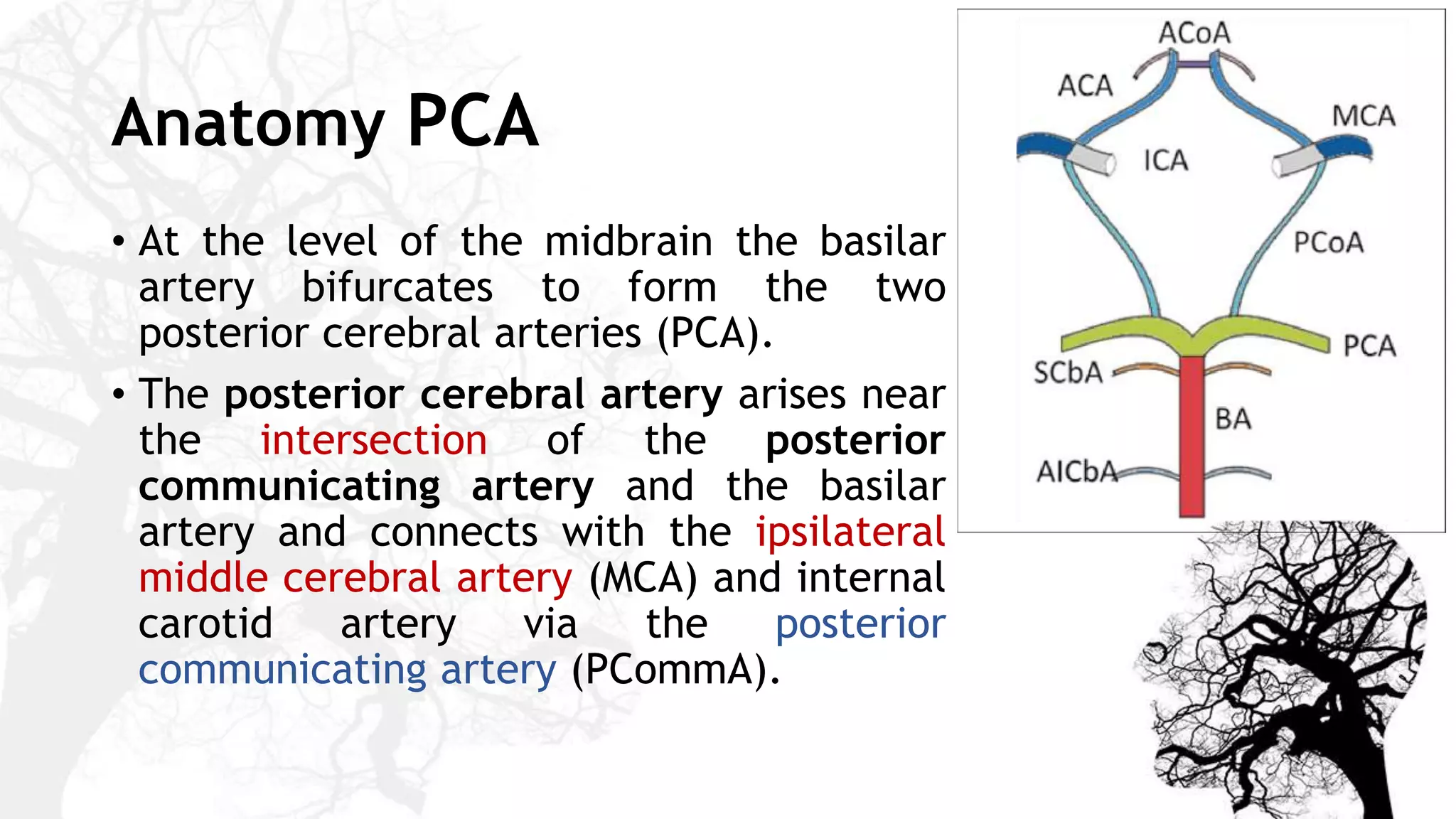 Posterior cerebral artery-Brain blood supply | PPTX