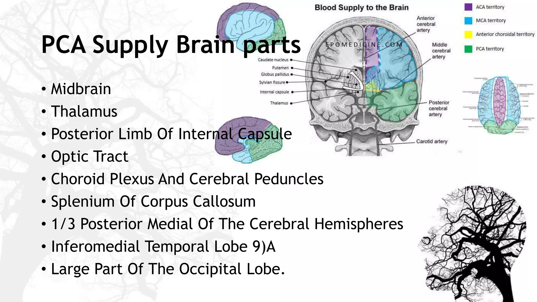 Posterior cerebral artery-Brain blood supply | PPTX