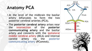 Posterior cerebral artery-Brain blood supply | PPTX