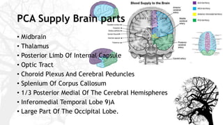 Posterior cerebral artery-Brain blood supply | PPTX