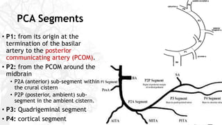 Posterior cerebral artery-Brain blood supply | PPT
