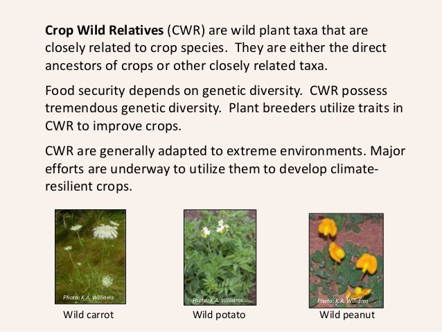 Conserving crop wild relatives in the United States