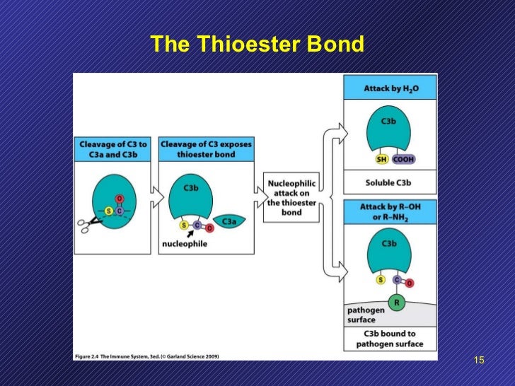 Chapter 2 Immunology