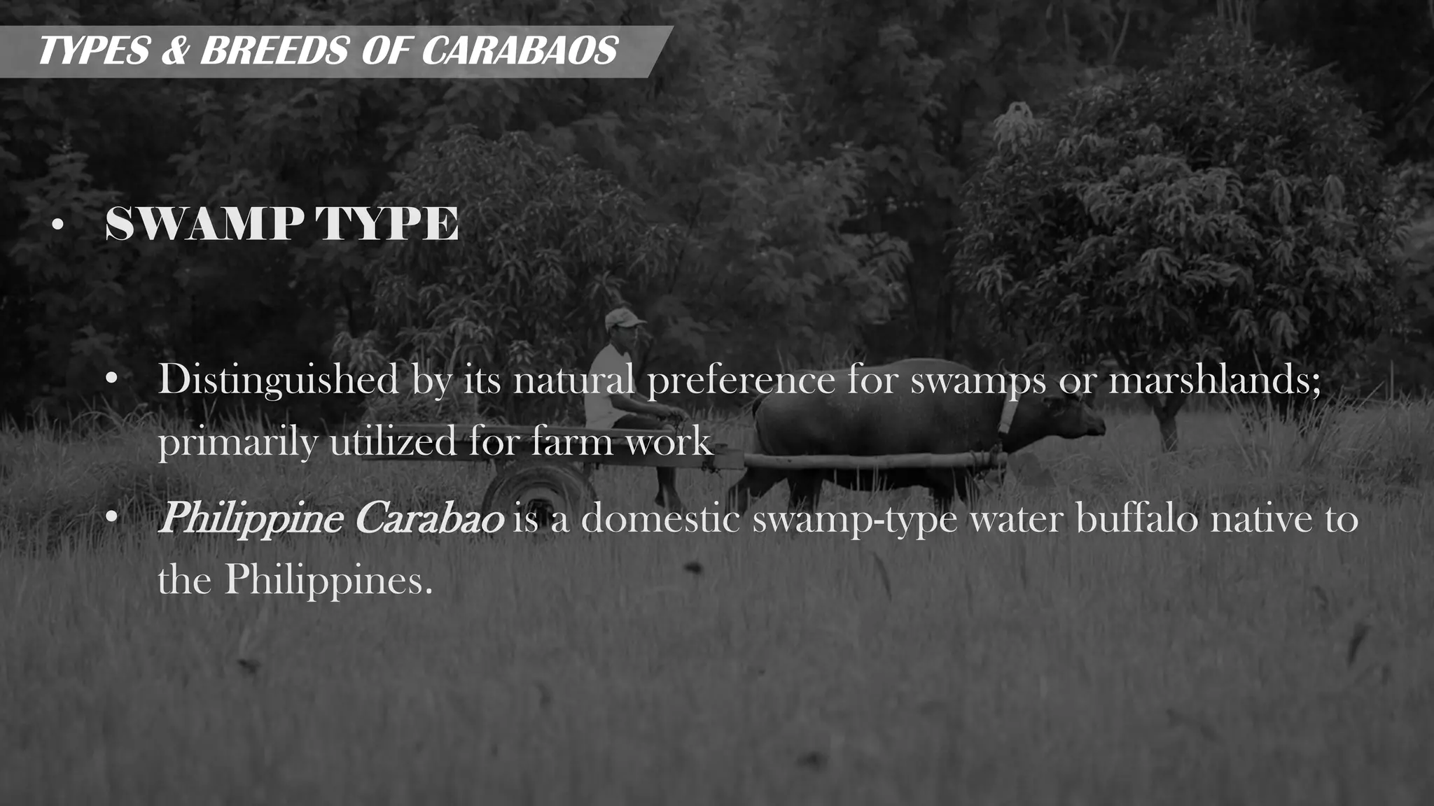 Philippine Carabao Center - reporting | PPTX