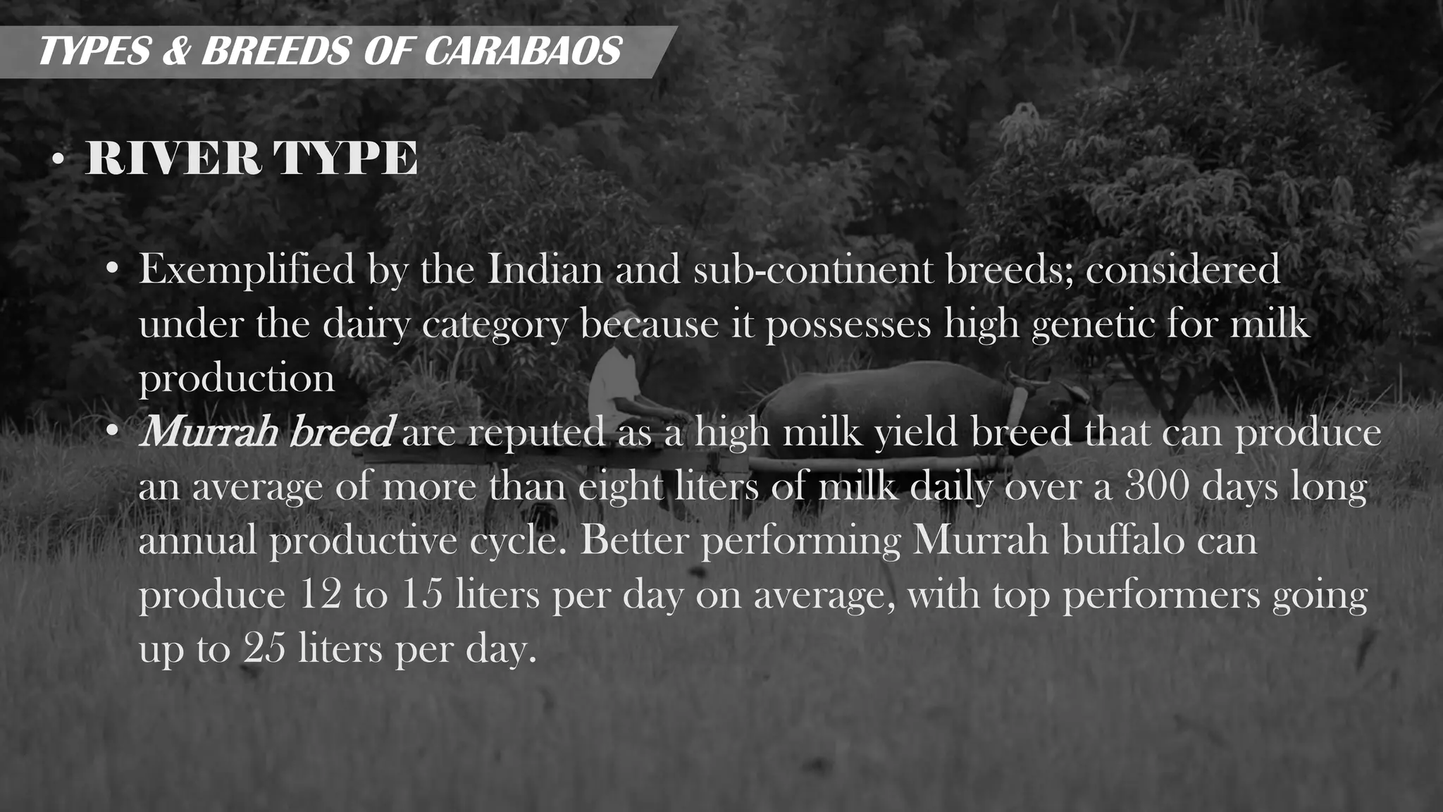 Philippine Carabao Center - reporting | PPTX