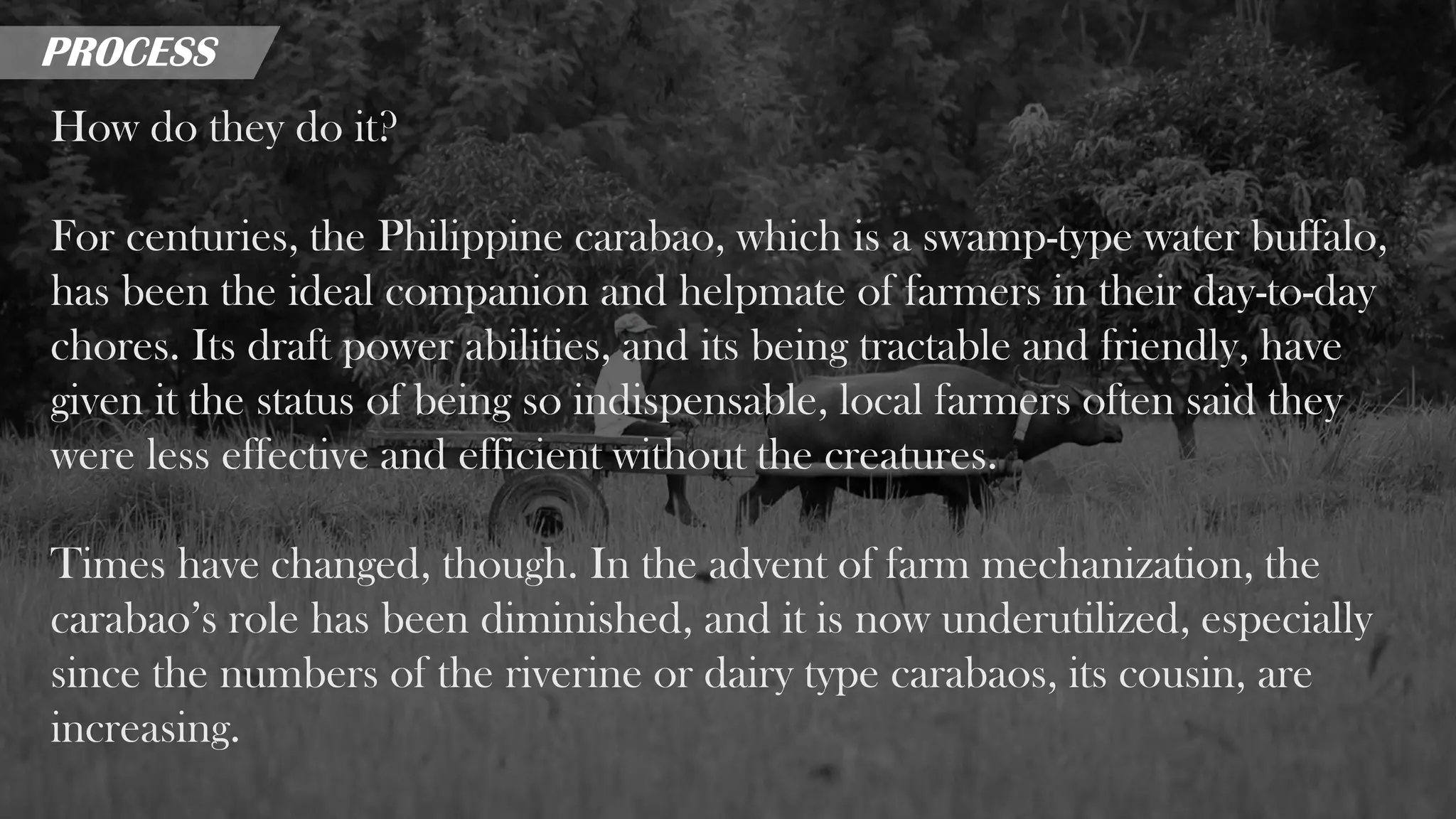 Philippine Carabao Center - reporting | PPTX