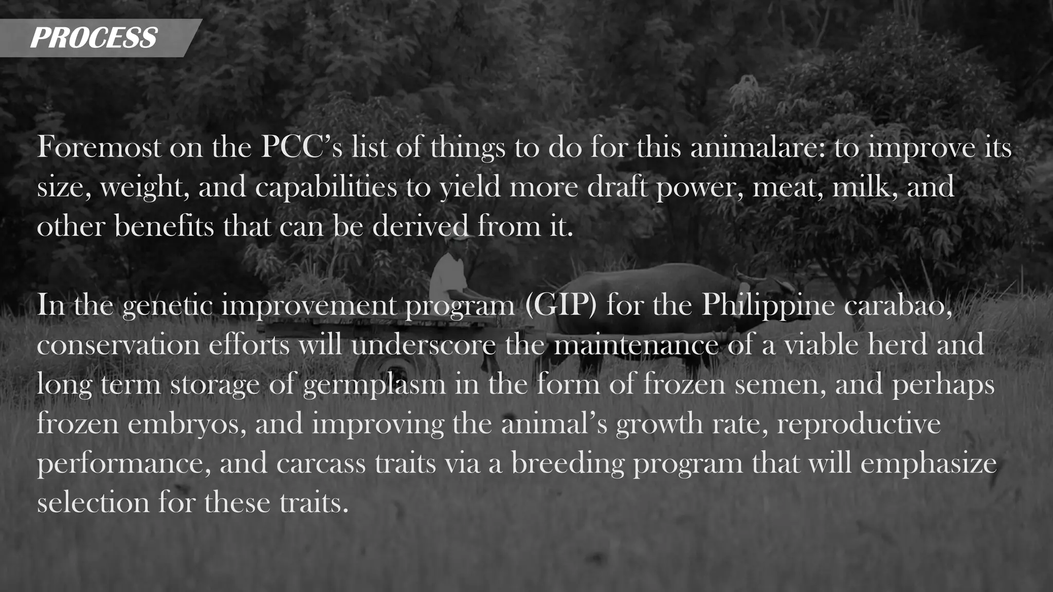 Philippine Carabao Center - reporting | PPTX
