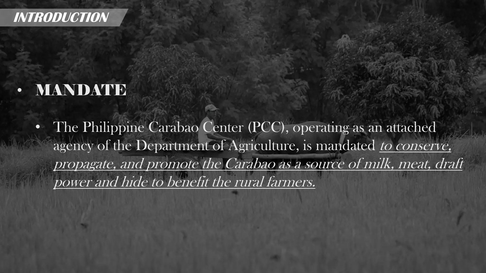 Philippine Carabao Center - reporting | PPTX