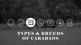 Philippine Carabao Center - reporting | PPTX