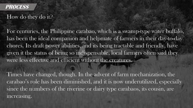 Philippine Carabao Center - reporting | PPTX