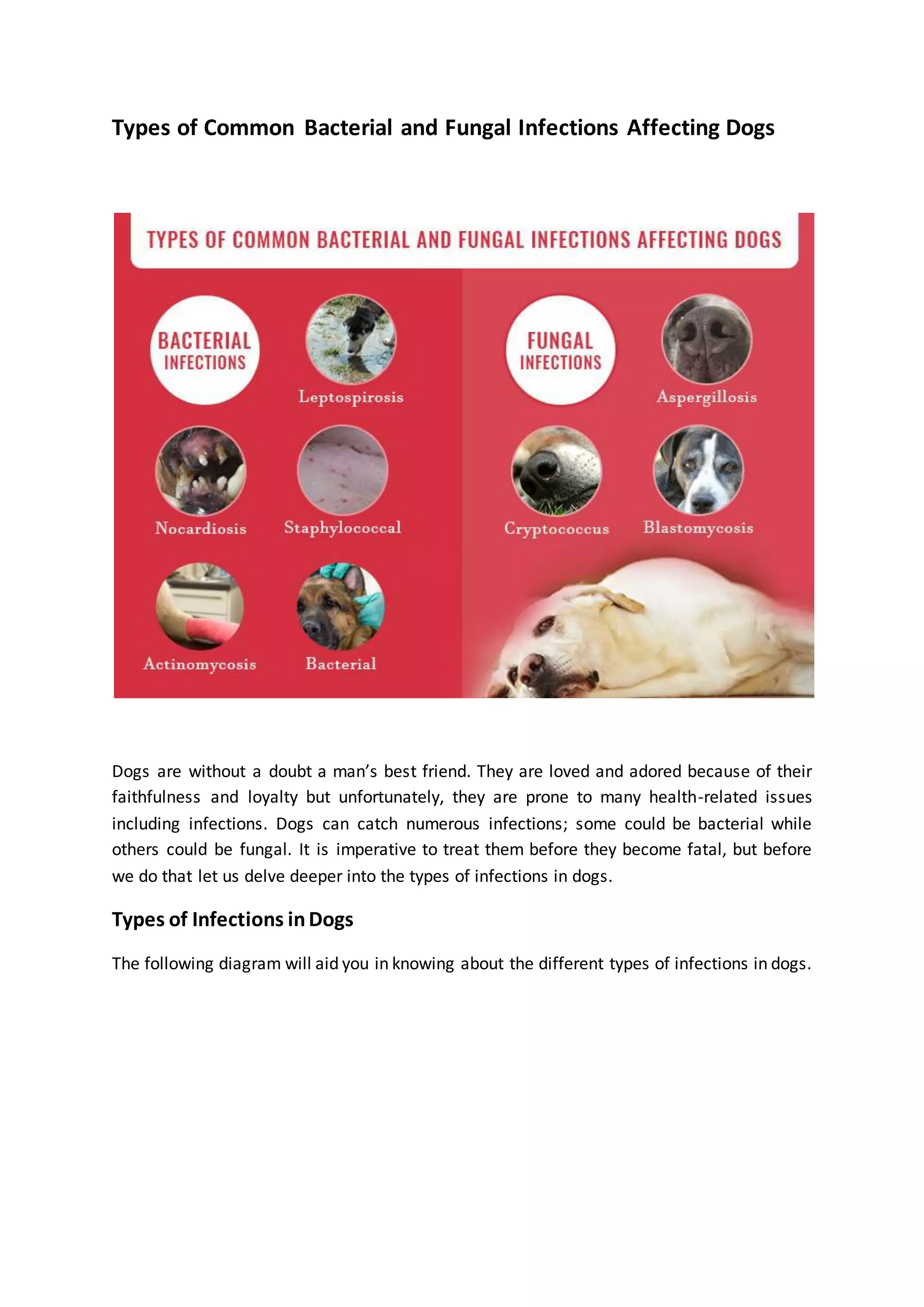 TYPES OF COMMON BACTERIAL AND FUNGAL INFECTIONS AFFECTING DOGS | PDF